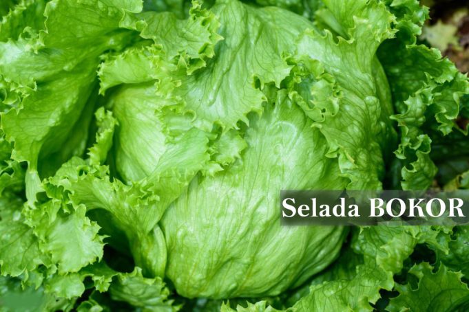 Kasiat Selada Bokor untuk Kesehatan tubuh manusia