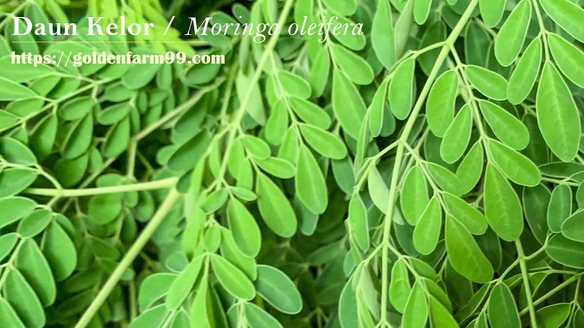 daun kelor,manfaat daun kelor,Moringa oleifera,daun kelor un