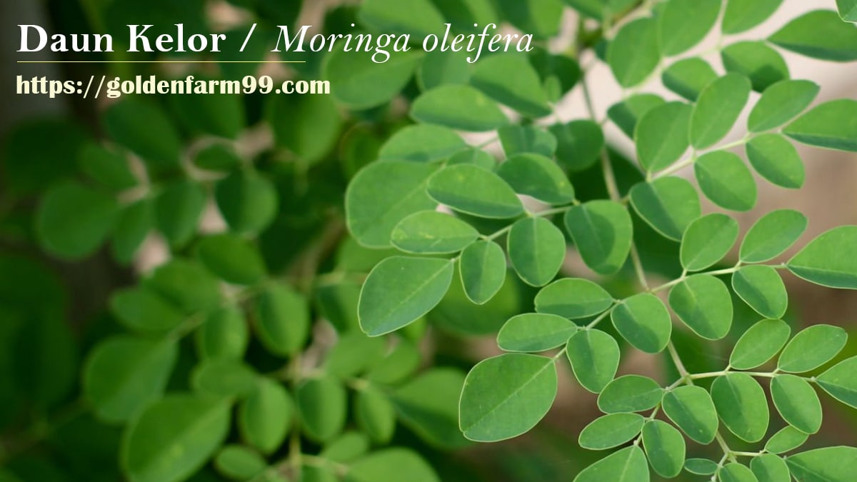 daun kelor,manfaat daun kelor,Moringa oleifera,daun kelor un