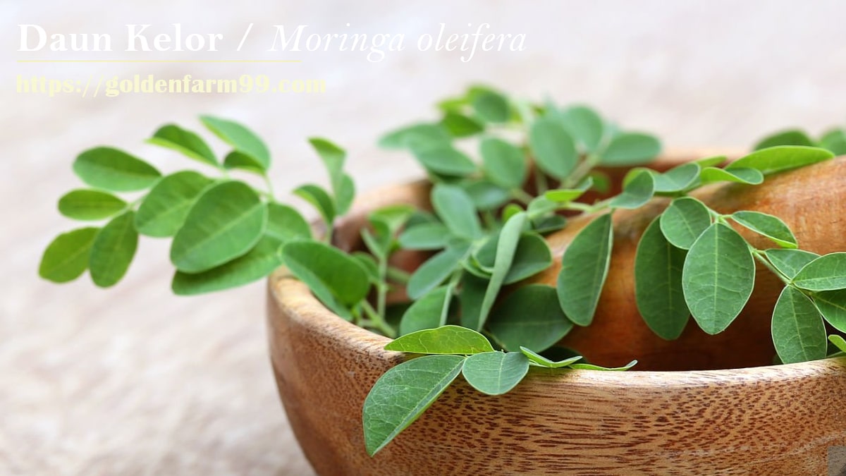 daun kelor,manfaat daun kelor,Moringa oleifera,daun kelor un